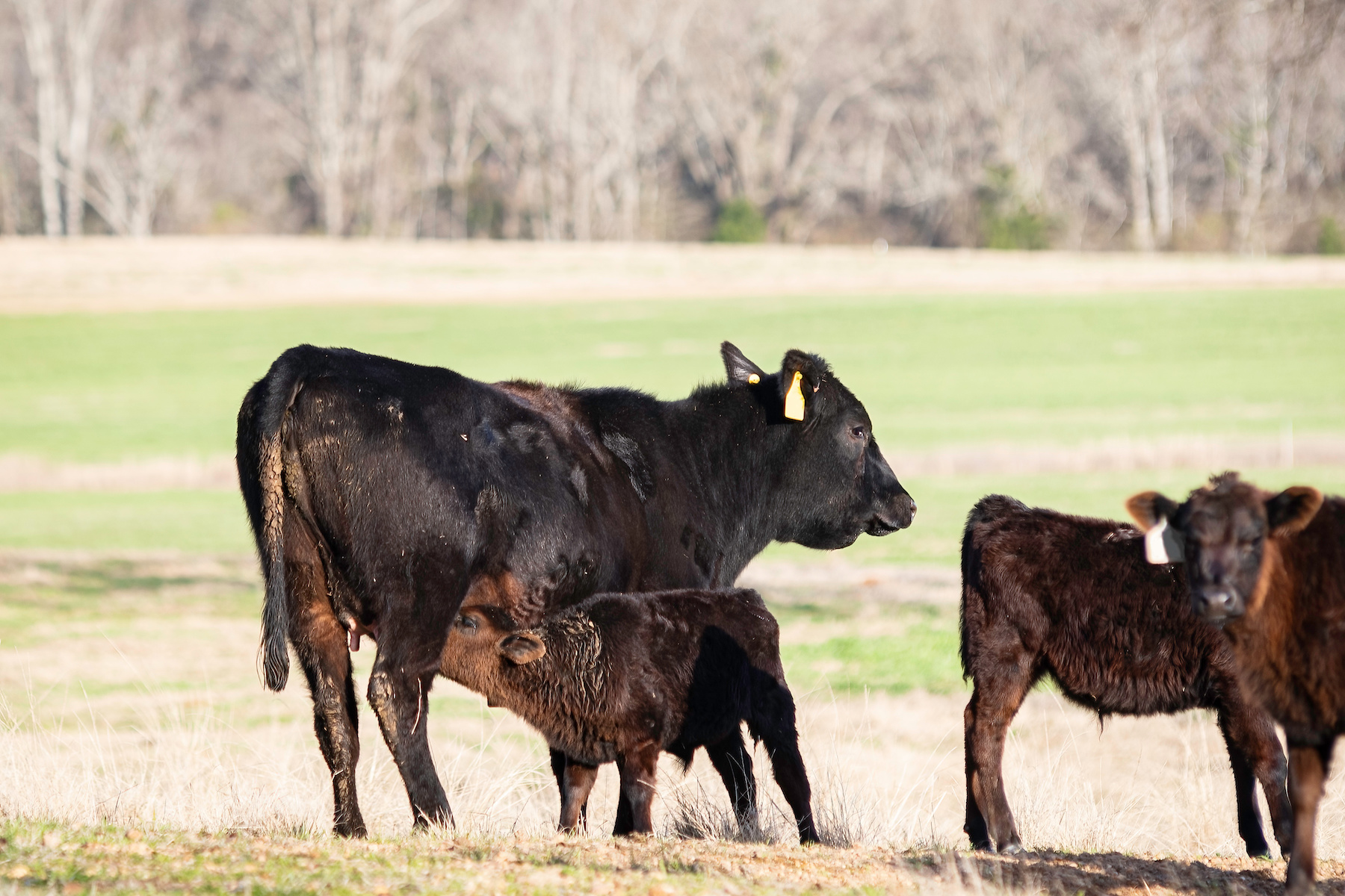 How to Prevent Milk Fever in Cows - Grit